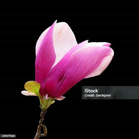 검은 배경에 만개한 분홍색 목련 꽃 웹 사이트 배경 인사말 카드 자연 블로그에 이상적입니다 접시 목련 꽃입니다 0명에 대한 스톡 사진 및 기타 이미지 Istock