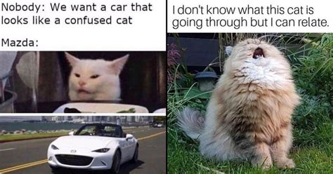 40 Funny Cat Memes For A Smooth Start To The Work Week December 4 2023