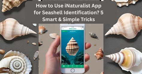 The Ultimate Seashell Identification Guide Easy Tips For New