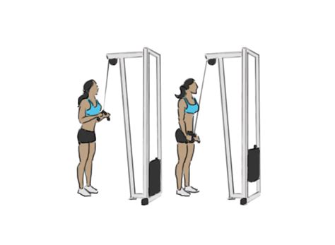 Triceps V Bar Pushdown Gofitnessplan