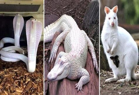 The Allure Of White Animals Natures Rare And Beautiful Wonders