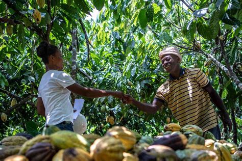 Fairtrade Greets Nestlé Move For Cocoa Farmer Income Accelerator