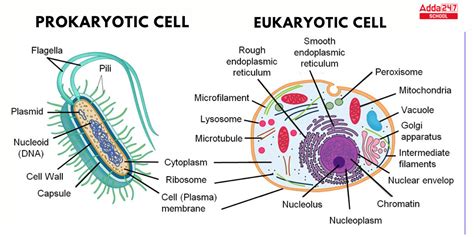 Difference Between Prokaryotic And Eukaryotic Cell For Class 9 And 11 With Examples