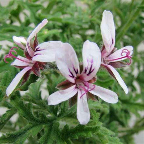 Buy Scented Leaf Pelargonium Plant Candy Dancer From £4 2025 Plant Sale