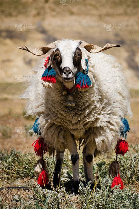 西藏羊