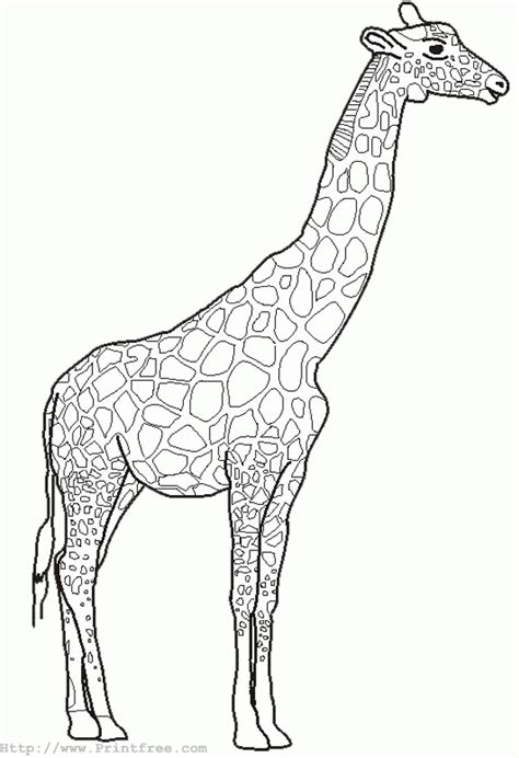 Free Outline Giraffe Cliparts Download Free Outline Giraffe Cliparts