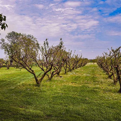 Cuisine Peace Relax Near The A22 Carpi Exit Fattoria Maria