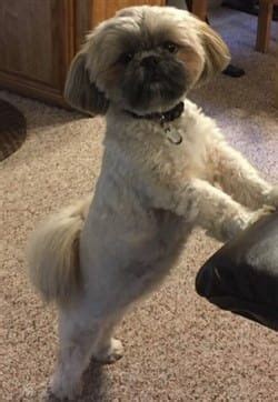 Shih Tzu Age Progression Photos