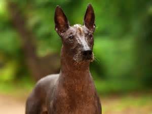 Dante From The Movie Coco Is Real Meet The Xoloitzcuintli Mexican