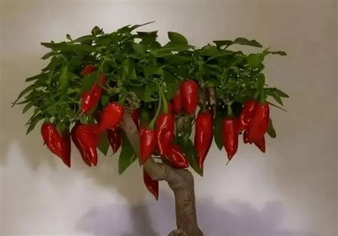 颠覆三观，辣椒可以长成辣椒树！为何一些草本植物可以不像草？基因进化灌木
