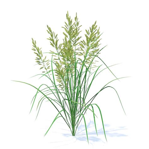 Flowering Grass 3d Model Download Grass On
