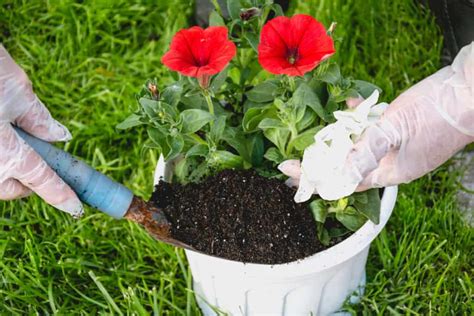 How To Fertilize Petunias For Continuous Blooms All Season
