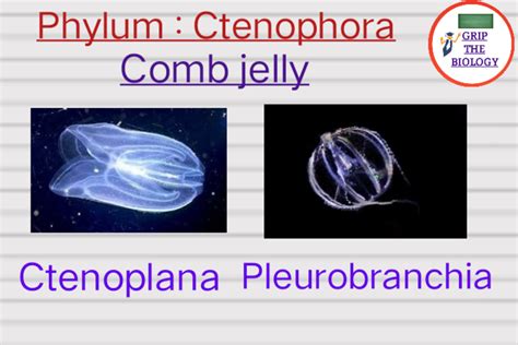 Phylum Ctenophora Sea Walnut Ncert Notes And Mcqs For Neet Biology