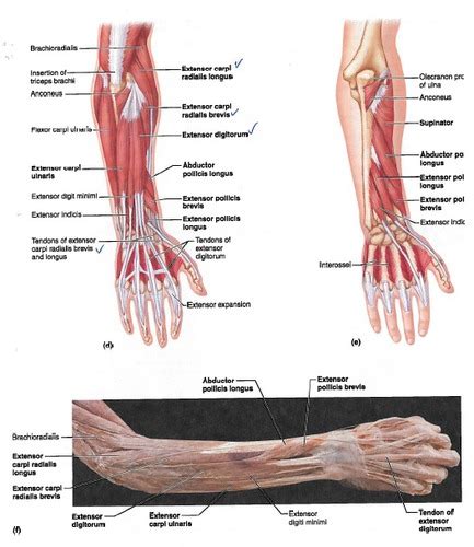 Lecture 8 Posterior Forearm And Hand Flashcards Quizlet