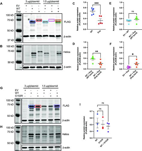assessment of variant protein expression in hek293 cells a b