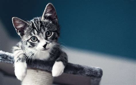 Kitten Wallpapers Hd High Resolution Pixelstalk