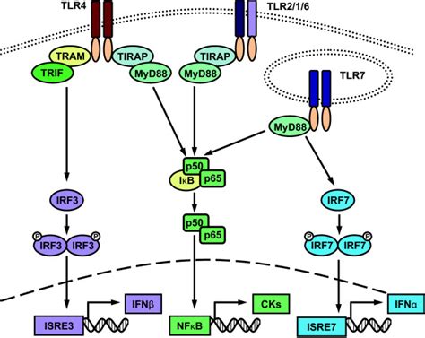 Tlr Induced Signalling Pathways When Activated Toll Like Receptors