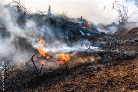 Fire Flame Burning Garbage Spreads Over The Grassy Forest While