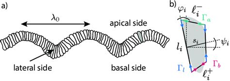 A Waveform Of A Wrinkled Epithelial Monolayer Its Wavelength Denoted