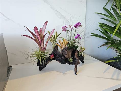 Living Log Class 962025 Sundance Orchids
