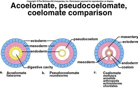 Acoelomate Pseudocoelomate And Coelomate Zoology Teaching Teacher