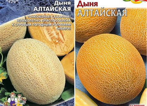 Дыня Алтайская: отзывы, фото, выращивание, описание сорта ...