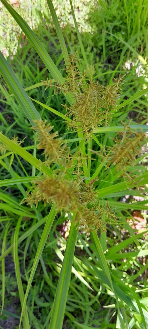 How To Grow Cyperus Esculentus Earthone