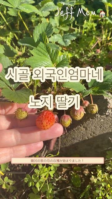 감동적인 딸기의 성장과정 Youtube