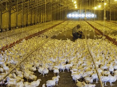 Usda Requiring Biosecurity Audits For Infected Poultry Operations