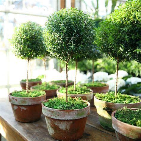 Top Notch Potted Topiary Plants Extra Large Plastic Flower Pots