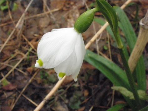 Di Fiore In Fiore Campanella