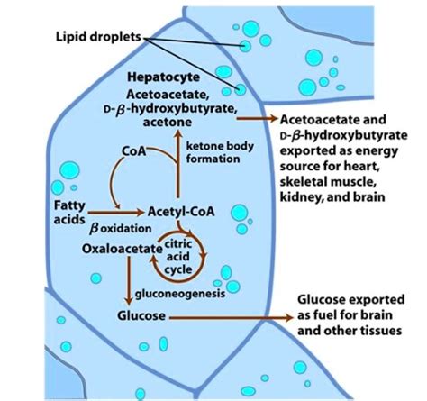 Solved Lipid Droplets Hepatocyte Acetoacetate D B Hydroxybutyrate