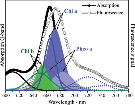 Chlorophyll Fluorescence Spectrum At James Auxier Blog