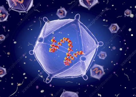 Echo Virus Structure Illustration Stock Image F0274212 Science