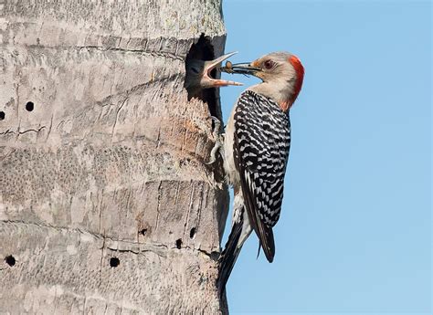 Red Bellied Woodpecker 探花精选 Field Guide