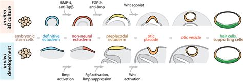 Directed Differentiation Of Mouse Embryonic Stem Cells Into Inner Ear Sensory Epithelia In 3d