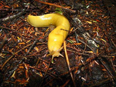 Yellow Banana Slug