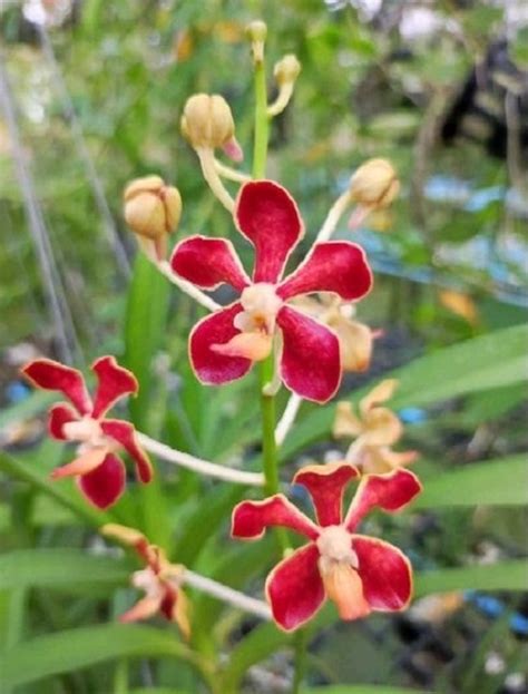 Orchid Vanda Mariae Sp Philippines Fs Orchidgarden