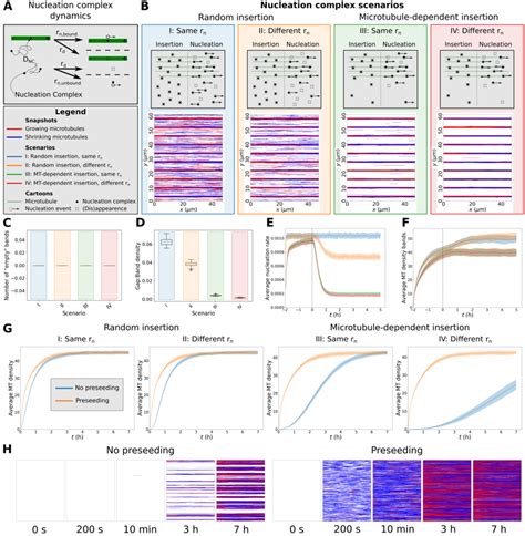 Local Limitation Of Nucleation Complex Availability Can Ensure Array Download Scientific