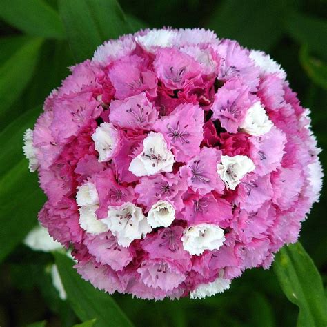 100 Wee Willie Dwarf Sweet William Mixed Colors Dianthus Barbatus Flower Seeds Fresh Seeds