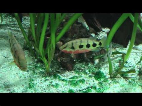 Hemichromis Frempongi Youtube