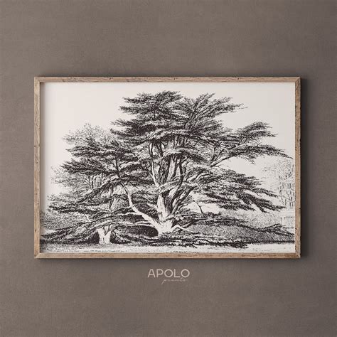 Printable Cedar Of Lebanon Tree Sketch Vintage Tree Drawing Enhanced Printable Wall Art Cedar