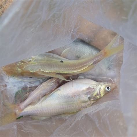 Thai Phallis Youtube