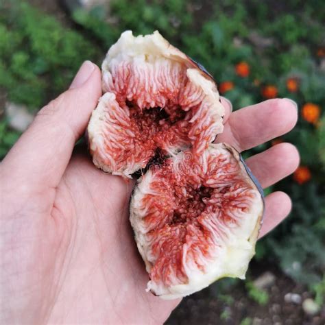 Fig Inside Healthy Stock Image Image Of Autumn Keto 256668027