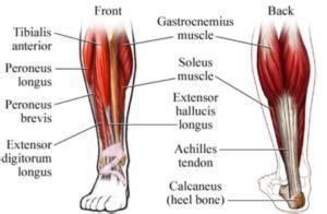 Calf Strain Aspen Physiotherapy Services