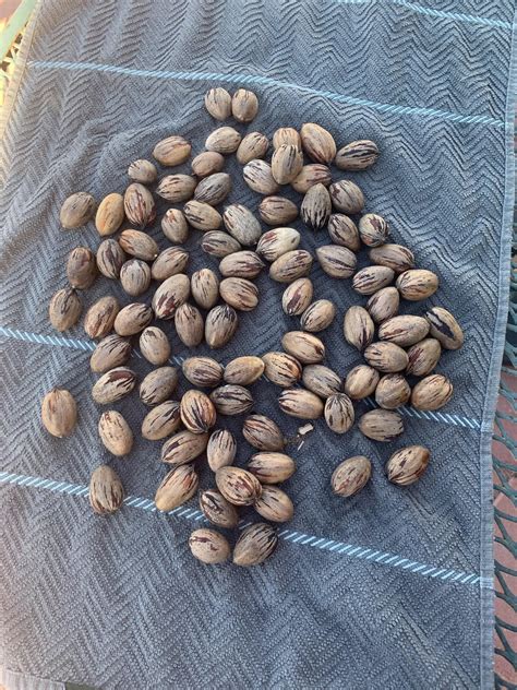 Pecans From A Small Orchard At One Of Our Neighborhood Parks