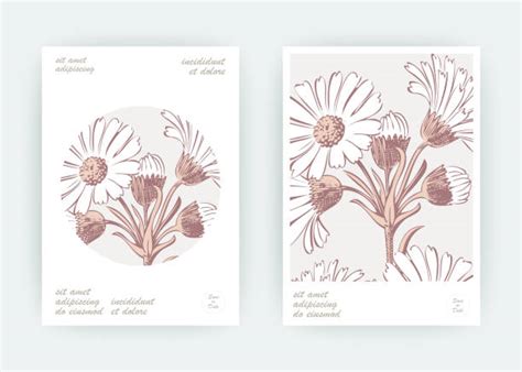 20 Arctotis Stock Illustrations Royalty Free Vector Graphics And Clip