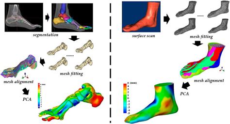 Frontiers Toward Improved Understanding Of Foot Shape Foot Posture And Foot Biomechanics
