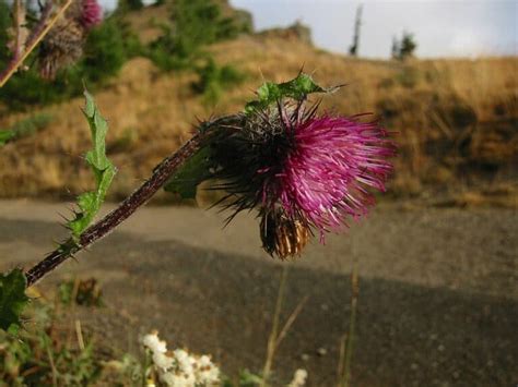 Most Beautiful Types Of Thistle Plants With Pictures