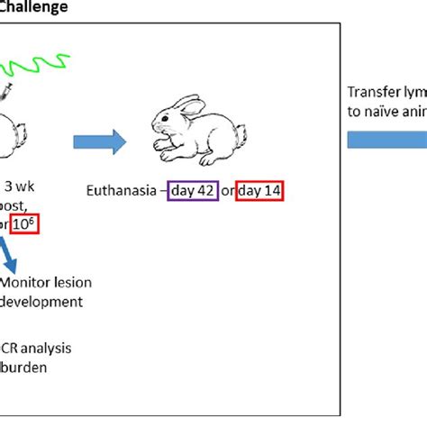 Protection Experiment Pipeline Shown Is A Schematic For The